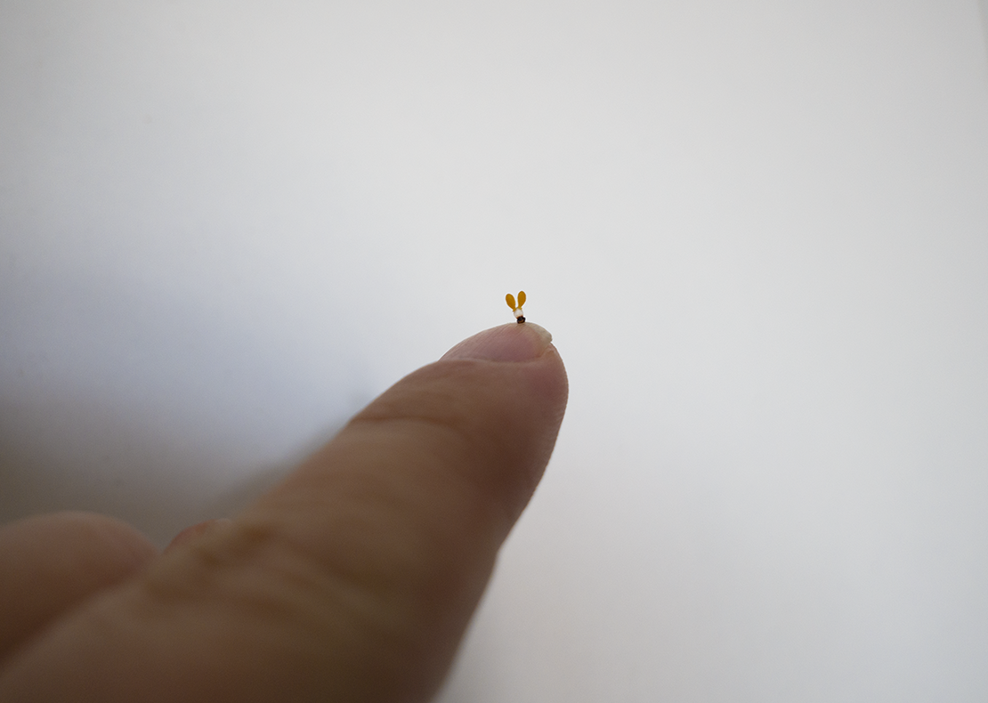 POLLEN – LAURI LINNA