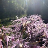 CV LAURI LINNA English – LAURI LINNA